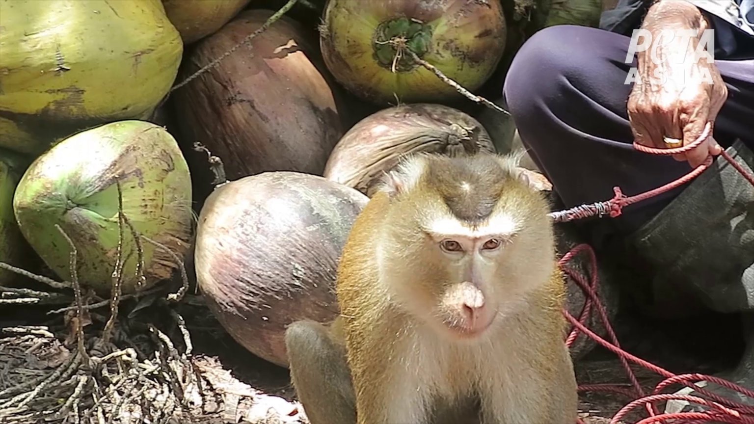 Monkeys Chained, Abused for Coconut Milk | PETA