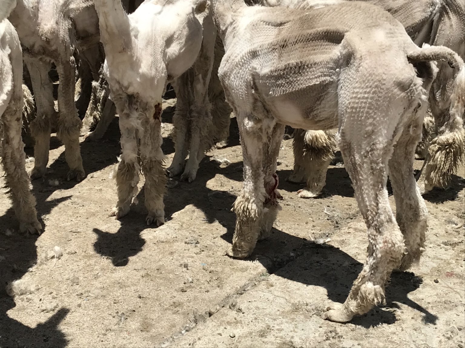 Video: Crying, Vomiting Alpacas Tied and Cut Up for Wool | PETA
