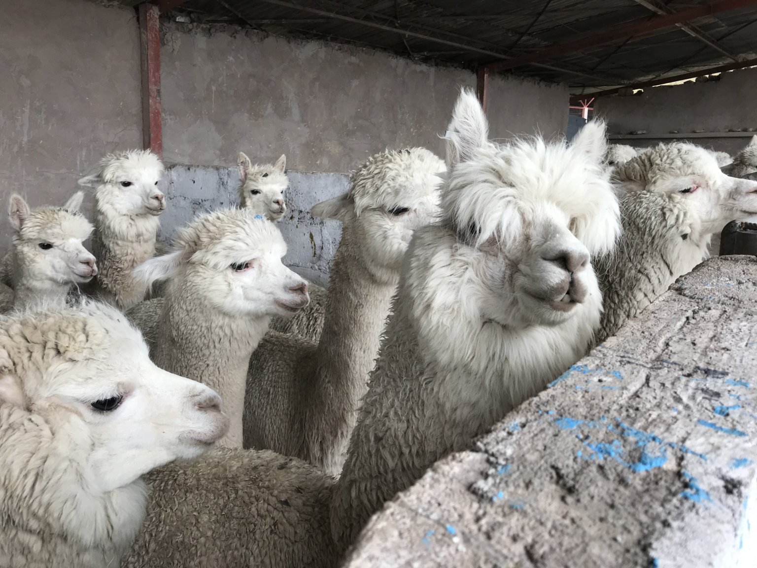 Video: Crying, Vomiting Alpacas Tied and Cut Up for Wool | PETA
