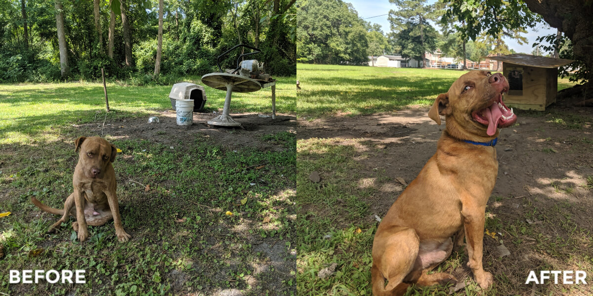 Meet PETA's Rescue Team and the Animals They Help