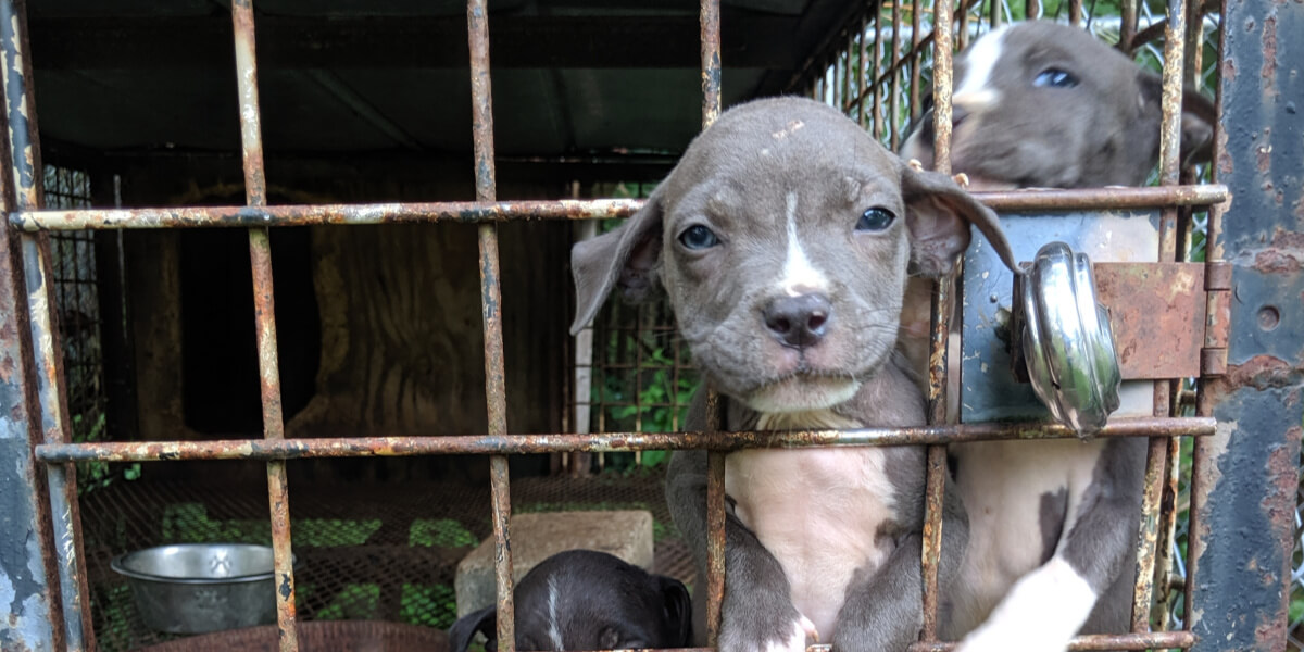 Meet PETA's Rescue Team and the Animals They Help