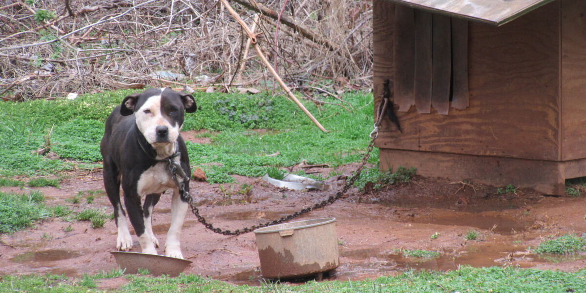 Meet PETA's Rescue Team and the Animals They Help