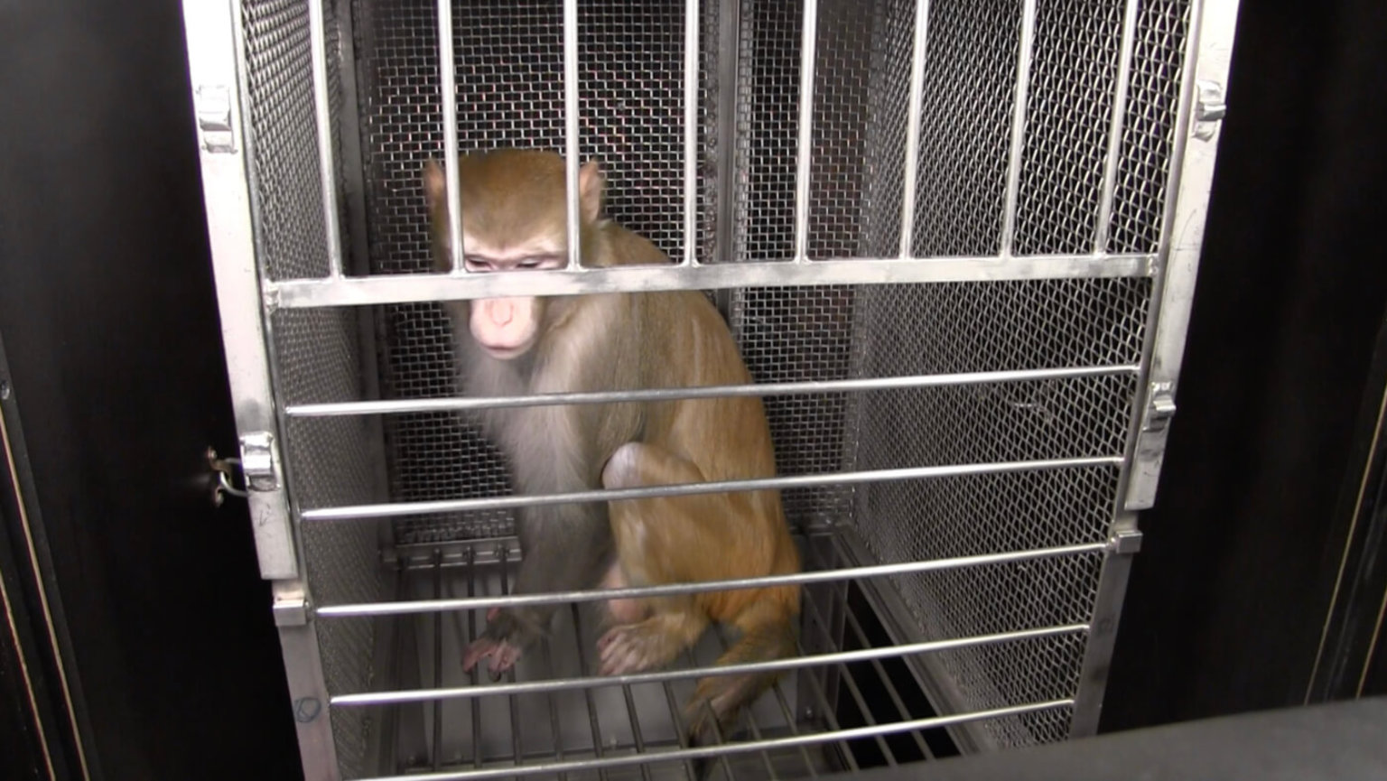 Government Experimenters Scare Monkeys With Snakes | PETA