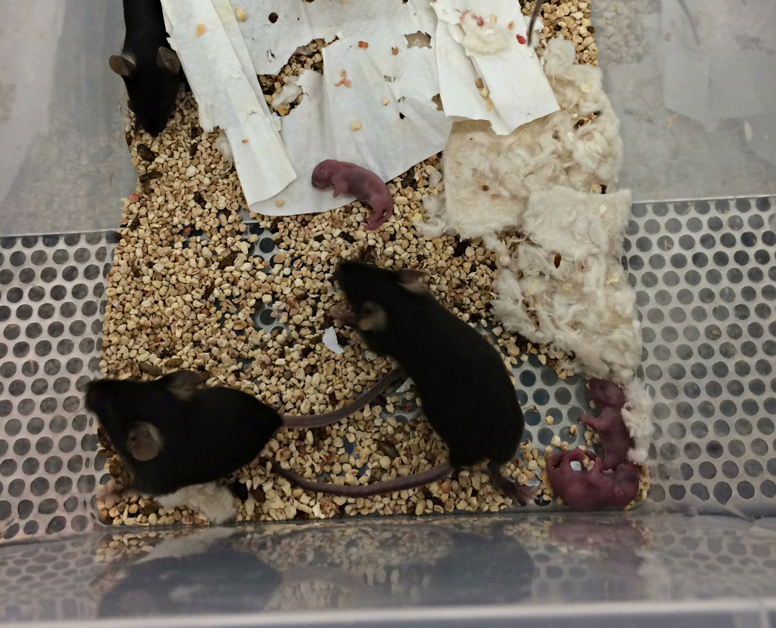 Skulls Cut Open, Prolapsed Organs at the Cleveland Clinic | PETA