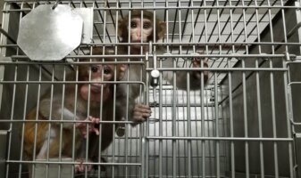 Lab Shocks Monkey Penises Until Ejaculation | PETA