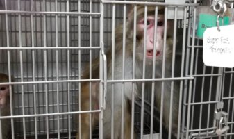 Lab Shocks Monkey Penises Until Ejaculation | PETA