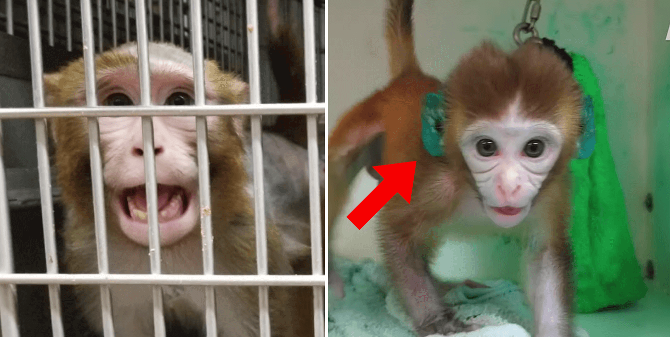 Experts Condemn WNPRC for Tormenting Monkeys | PETA