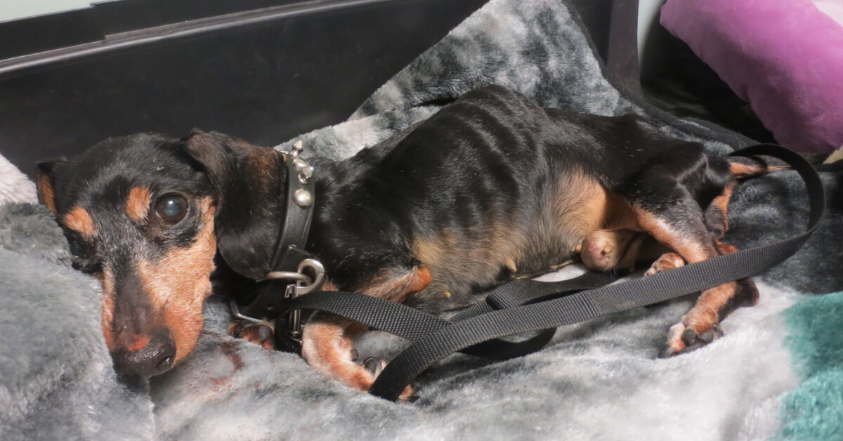 Meet PETA's Rescue Team and the Animals They Help