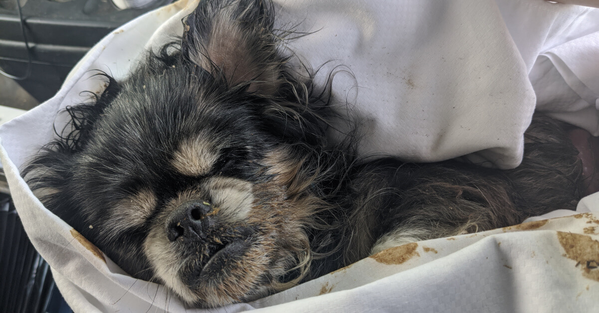 Meet PETA's Rescue Team and the Animals They Help