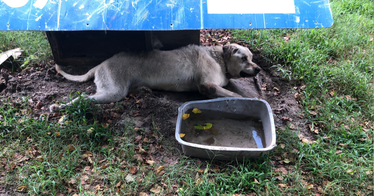 Meet PETA's Rescue Team and the Animals They Help