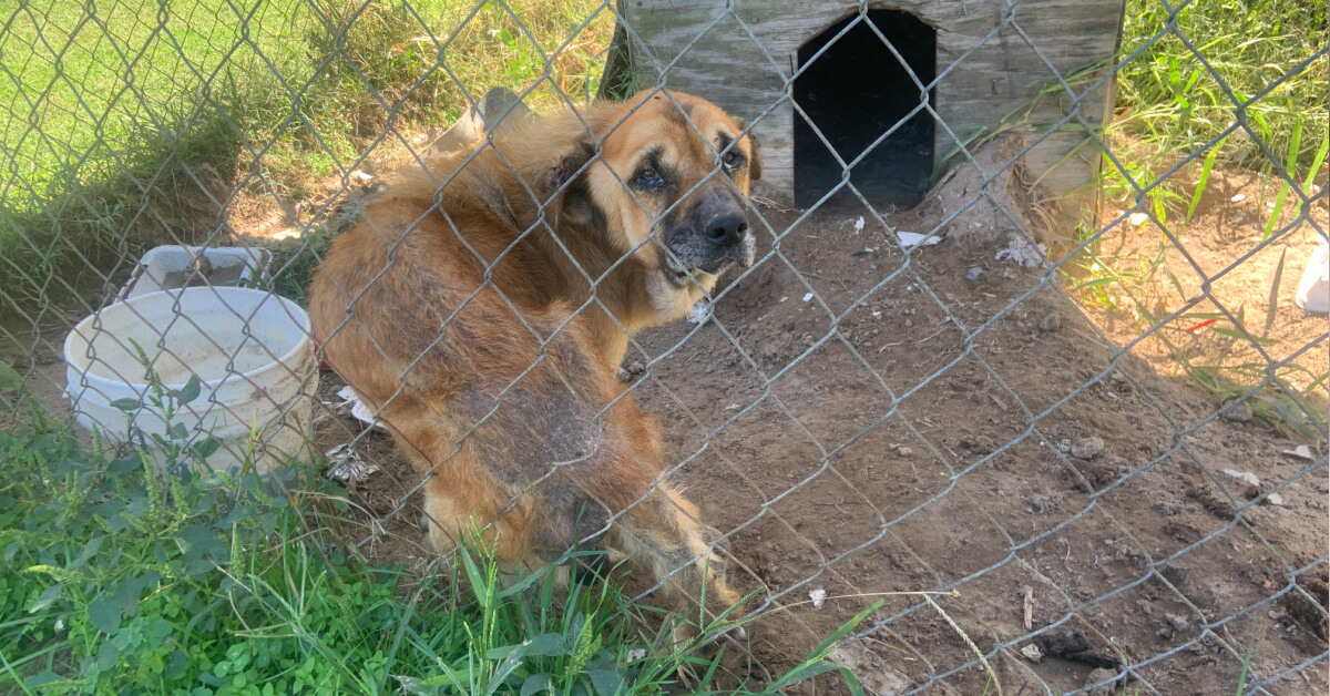 Meet PETA's Rescue Team and the Animals They Help