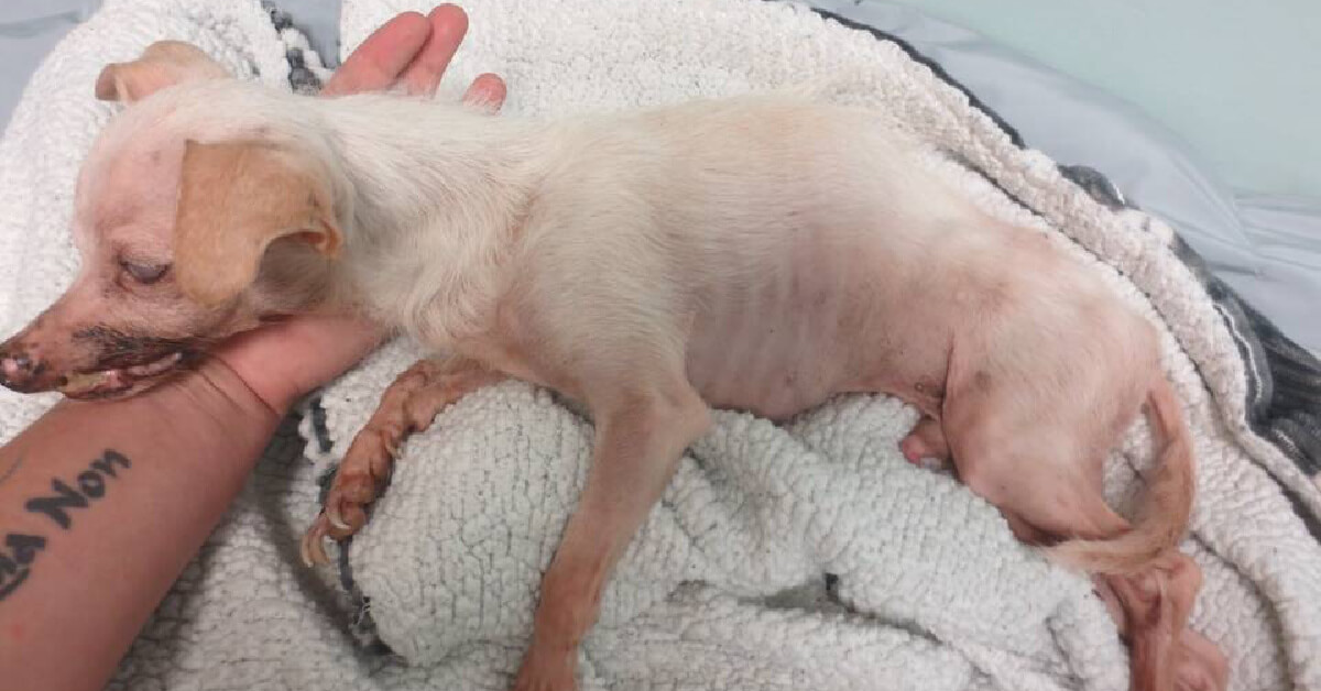 Meet PETA's Rescue Team and the Animals They Help