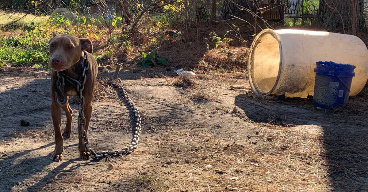 Meet PETA's Rescue Team and the Animals They Help