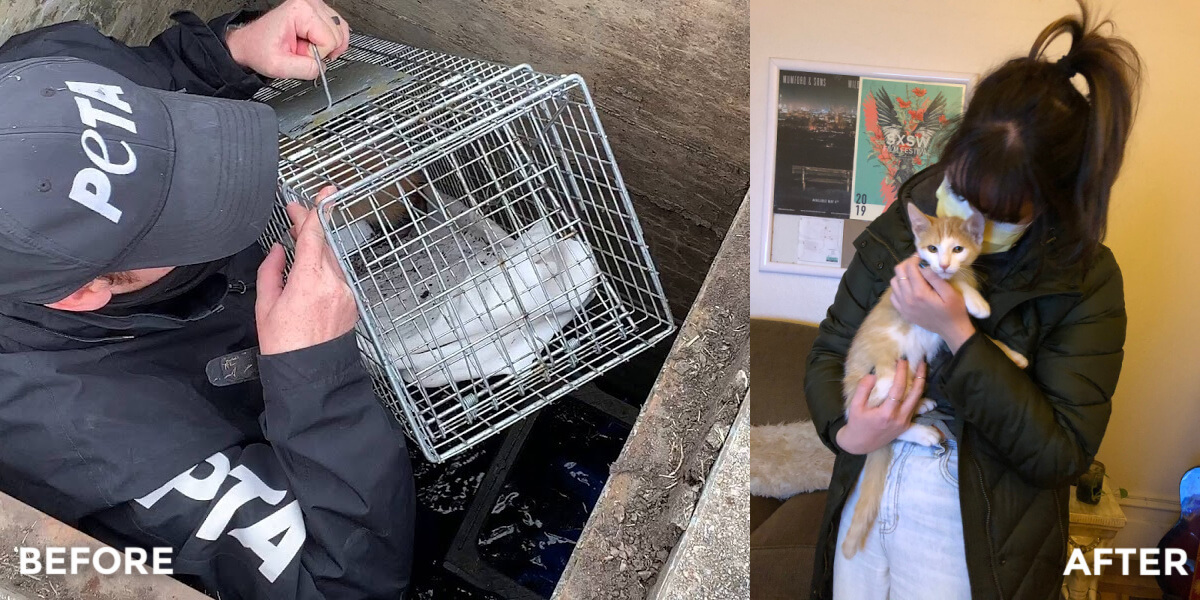 Meet PETA's Rescue Team and the Animals They Help