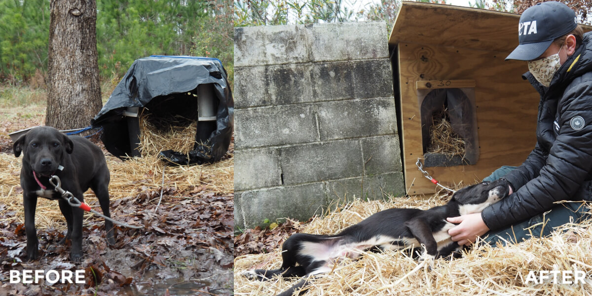 Meet PETA's Rescue Team and the Animals They Help