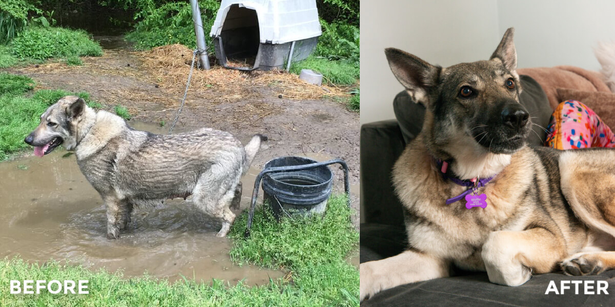 Meet PETA's Rescue Team and the Animals They Help