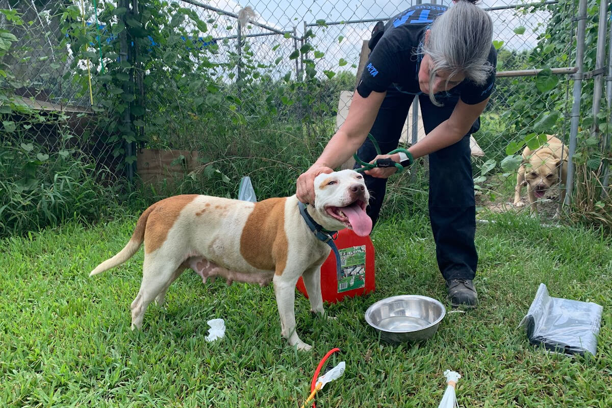 Meet PETA's Rescue Team and the Animals They Help