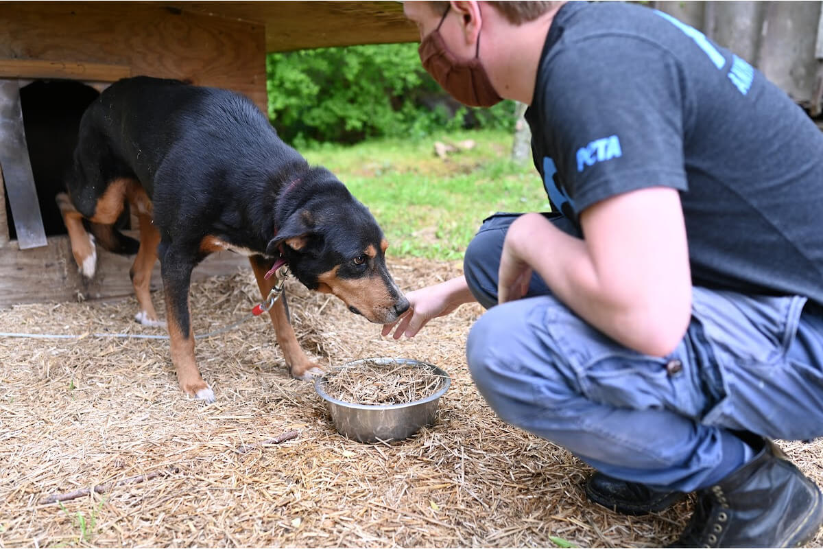 Meet PETA's Rescue Team and the Animals They Help