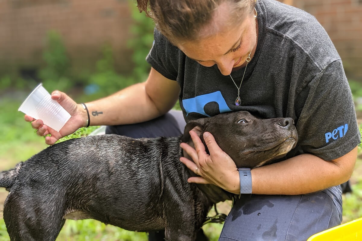 Meet PETA's Rescue Team and the Animals They Help