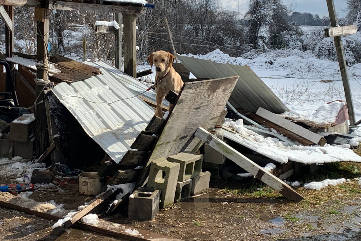 Meet PETA's Rescue Team and the Animals They Help