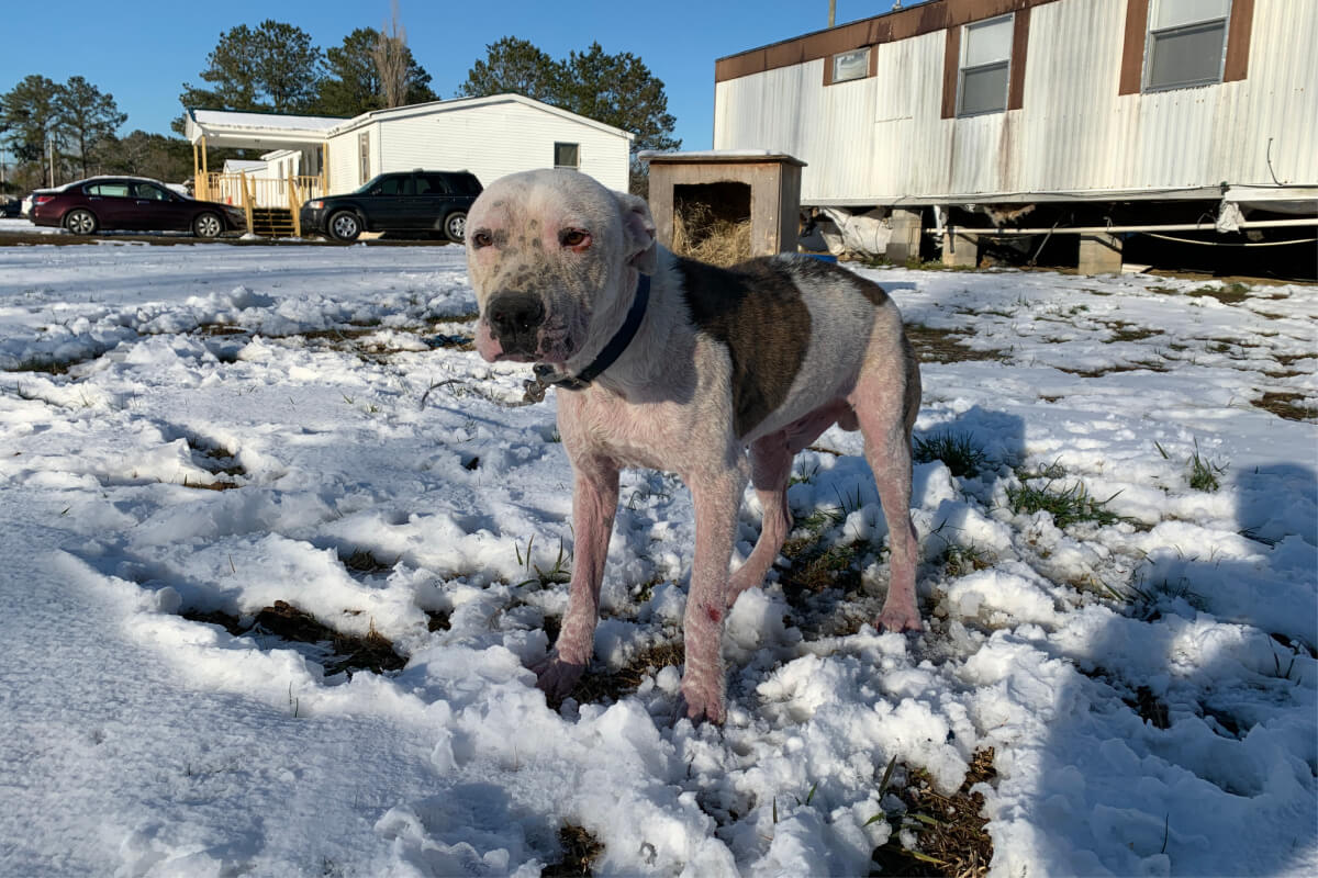 Meet PETA's Rescue Team and the Animals They Help