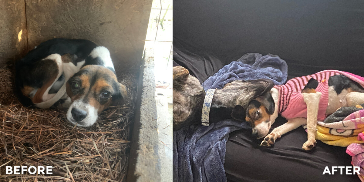 Meet PETA's Rescue Team and the Animals They Help