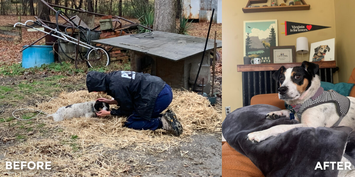 Meet PETA's Rescue Team and the Animals They Help