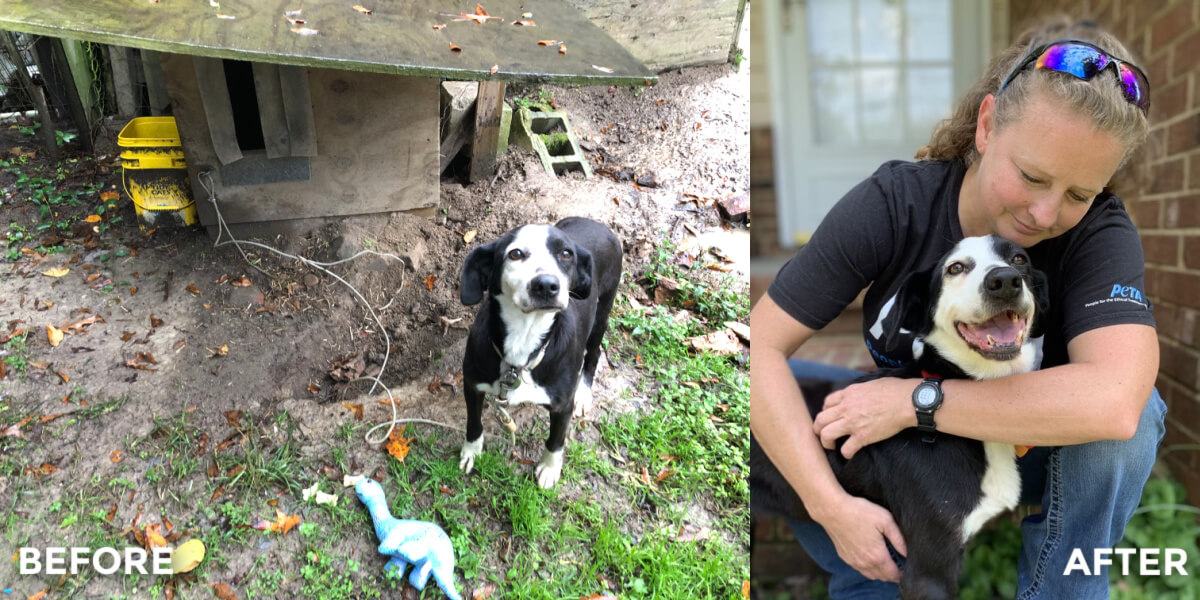 Meet PETA's Rescue Team and the Animals They Help