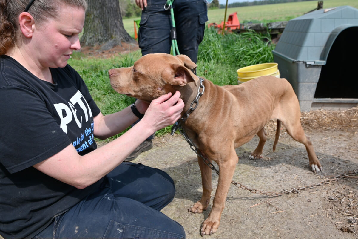 Meet PETA's Rescue Team and the Animals They Help