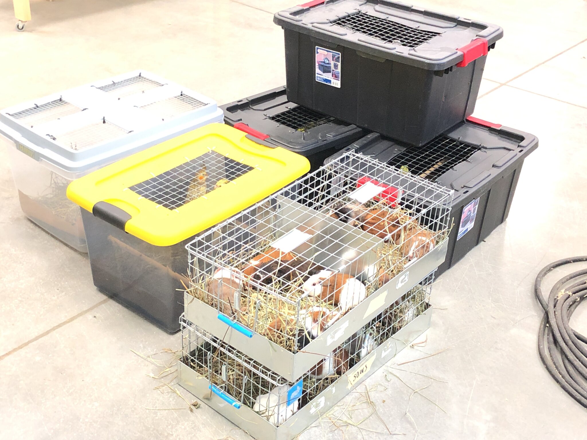 Investigation: Dead, Dying Animals at Petland Supplier | PETA