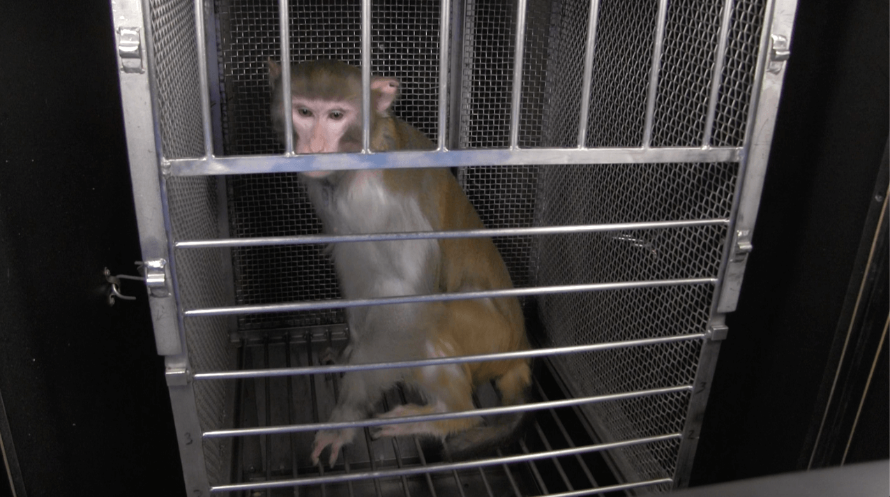 Government Experimenters Scare Monkeys With Snakes | PETA