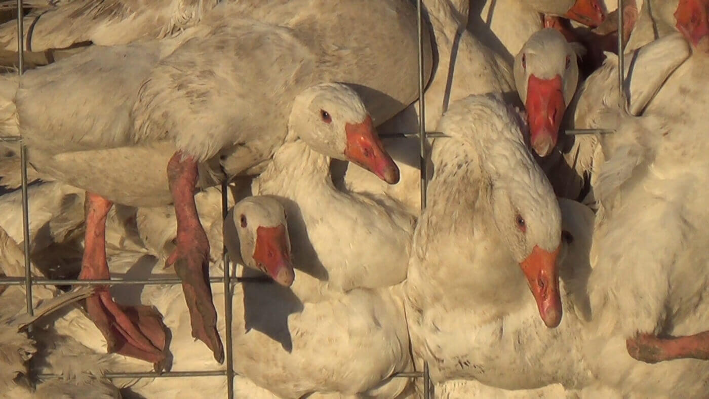 PETA Exposé: Geese Crushed, Suffocated at Down Supplier