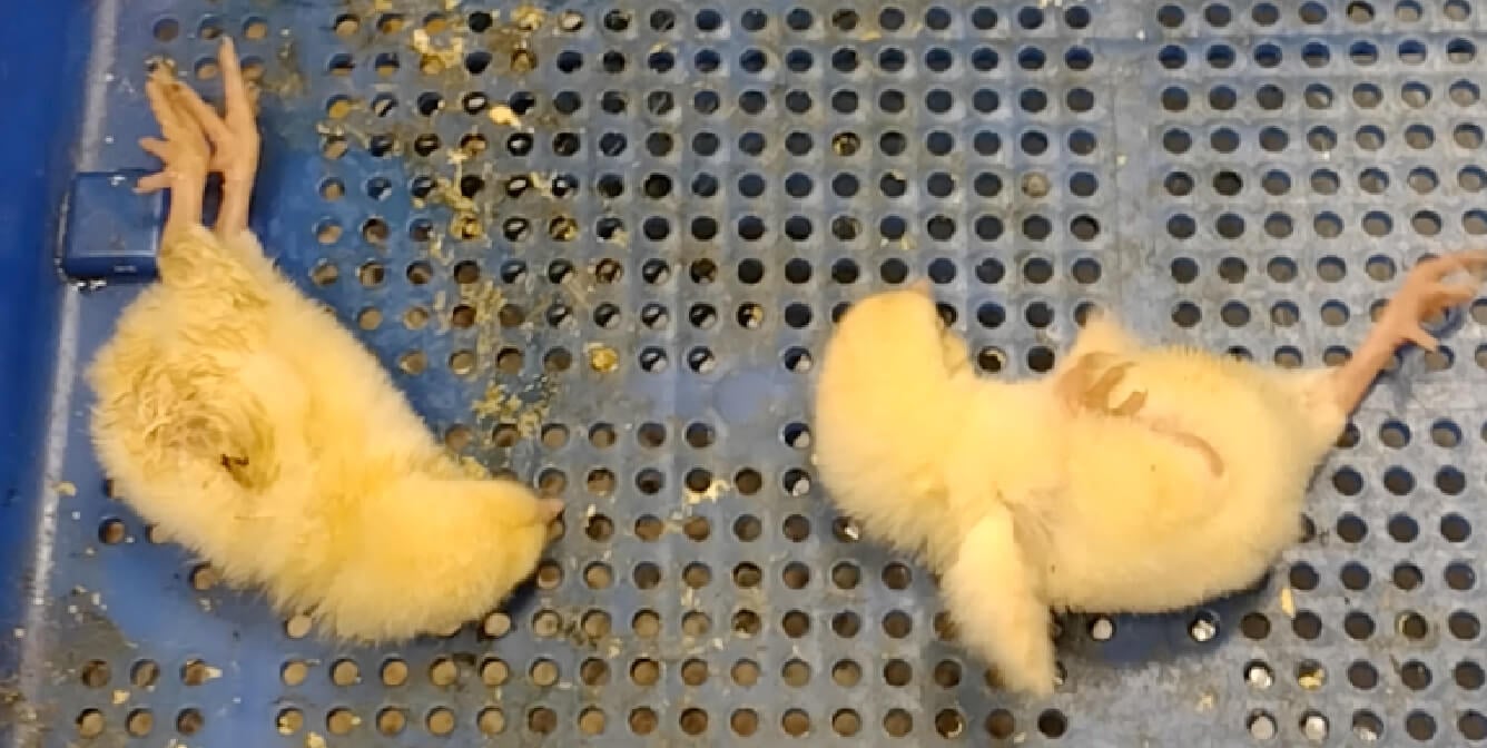 Hear These Mangled Chicks’ Chirps and Find Out How to Help | PETA
