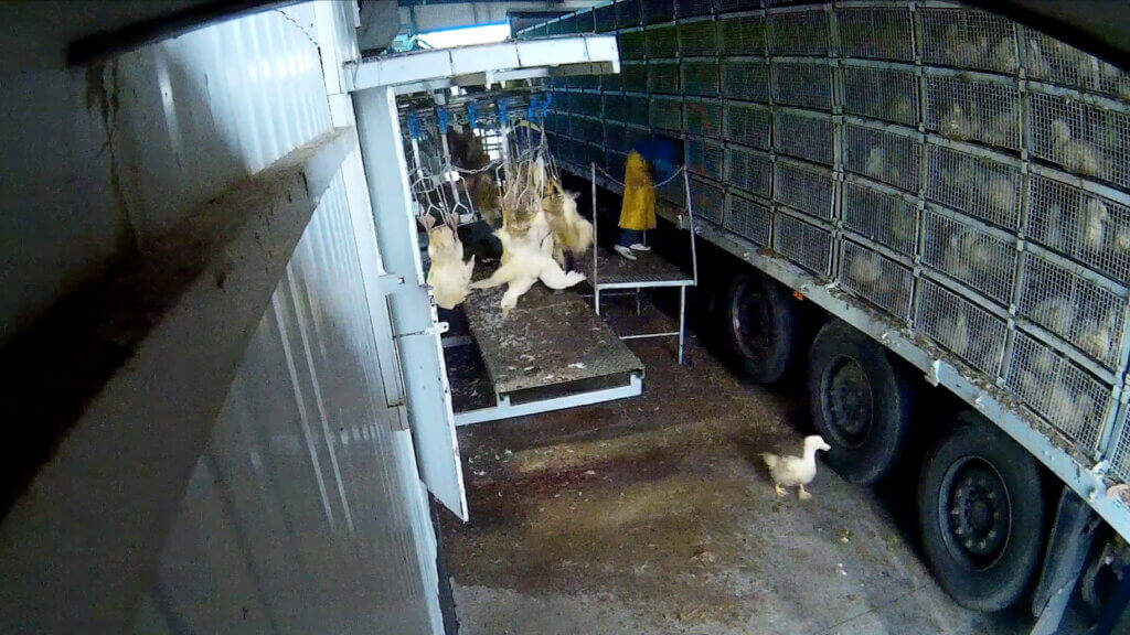 Slaughter for Down: How Birds Are Killed for Clothing | PETA