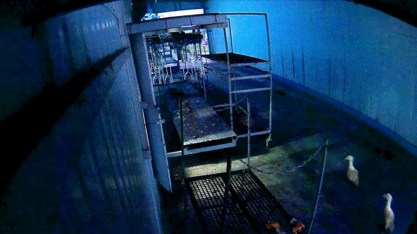 Slaughter for Down: How Birds Are Killed for Clothing | PETA