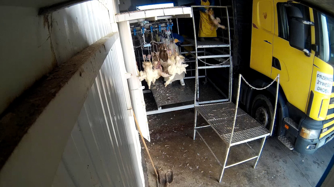 Slaughter for Down: How Birds Are Killed for Clothing | PETA