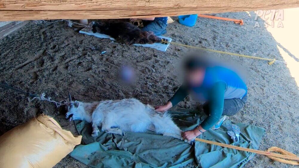 Goats Suffer for Every Piece of Cashmere Clothing | PETA Asia Investigates