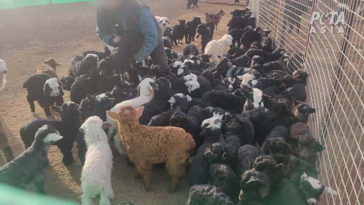 Goats Suffer for Every Piece of Cashmere Clothing | PETA Asia Investigates