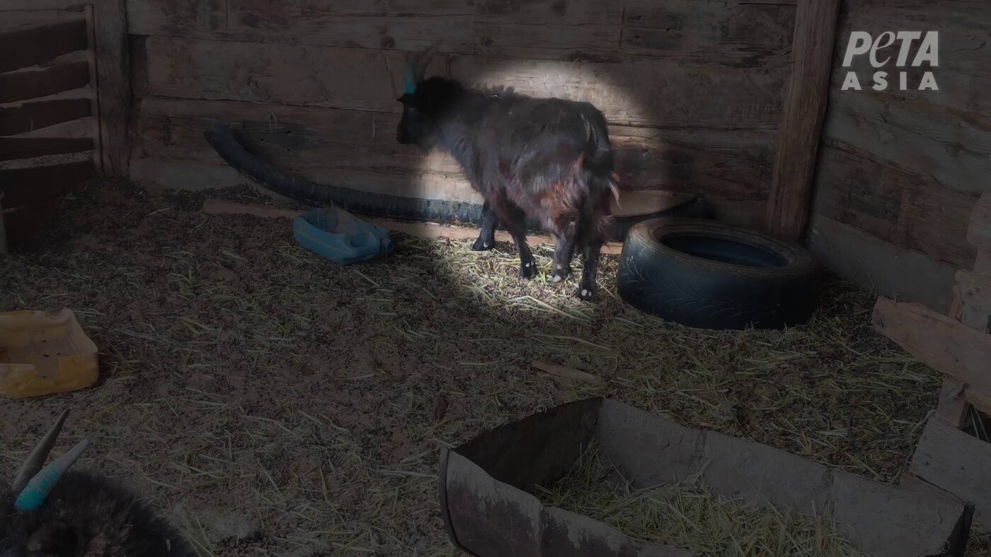 Goats Suffer for Every Piece of Cashmere Clothing | PETA Asia Investigates