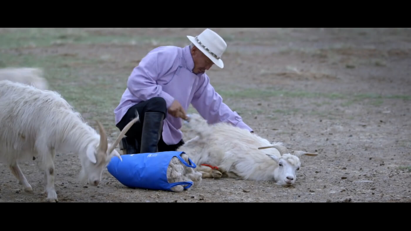 Goats Suffer for Every Piece of Cashmere Clothing | PETA Asia Investigates