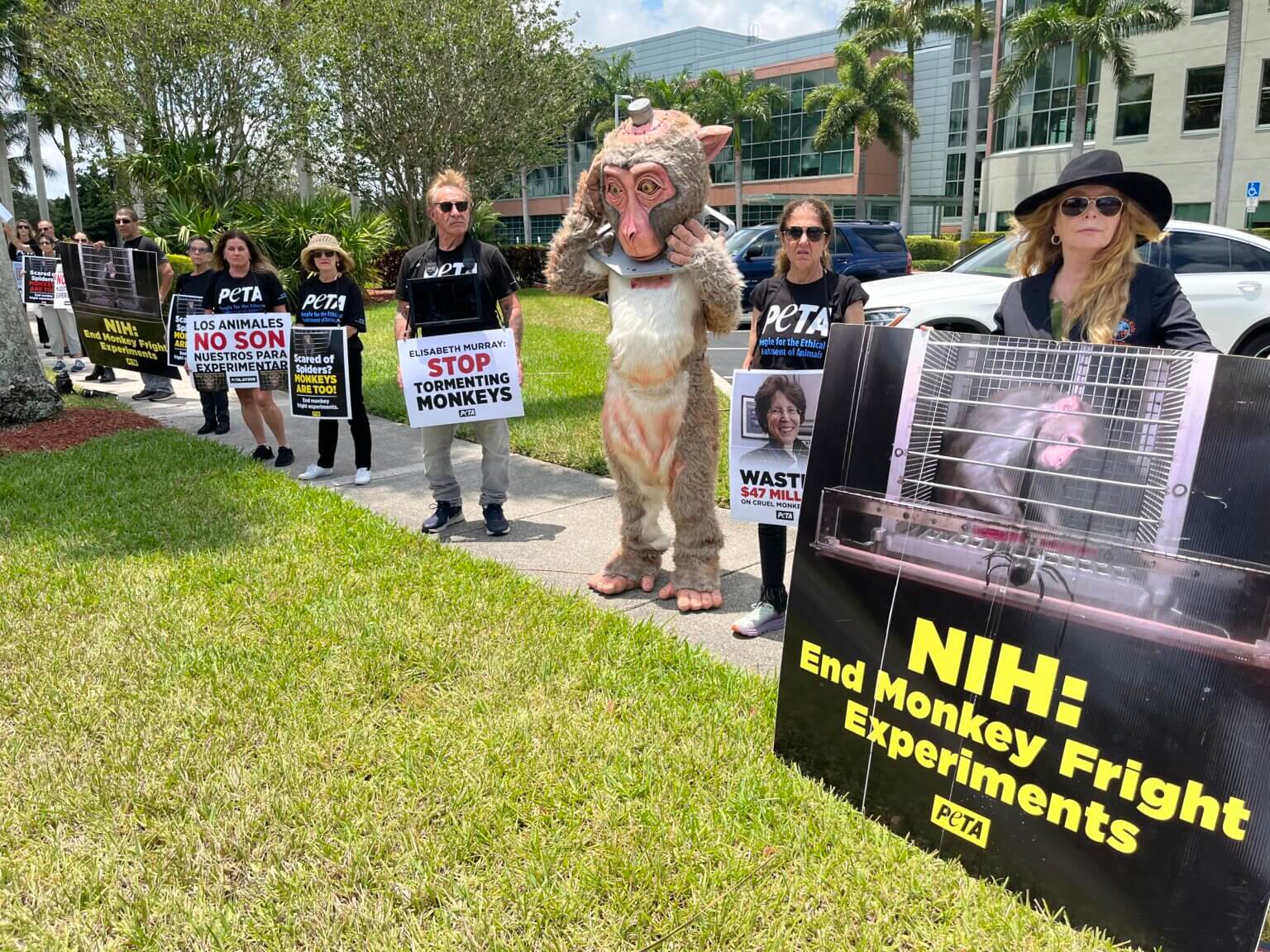 Campaign Updates: Monkey Fright Experiments at NIH | PETA