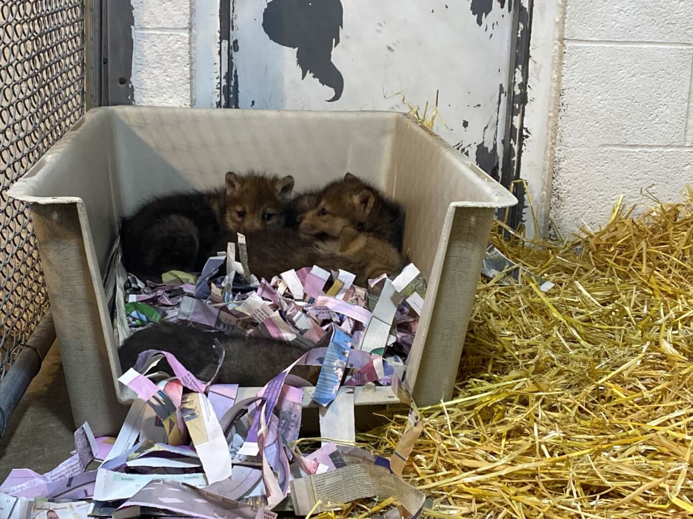 PETA Exposed Bear Country U.S.A.—And It Got Busted | PETA