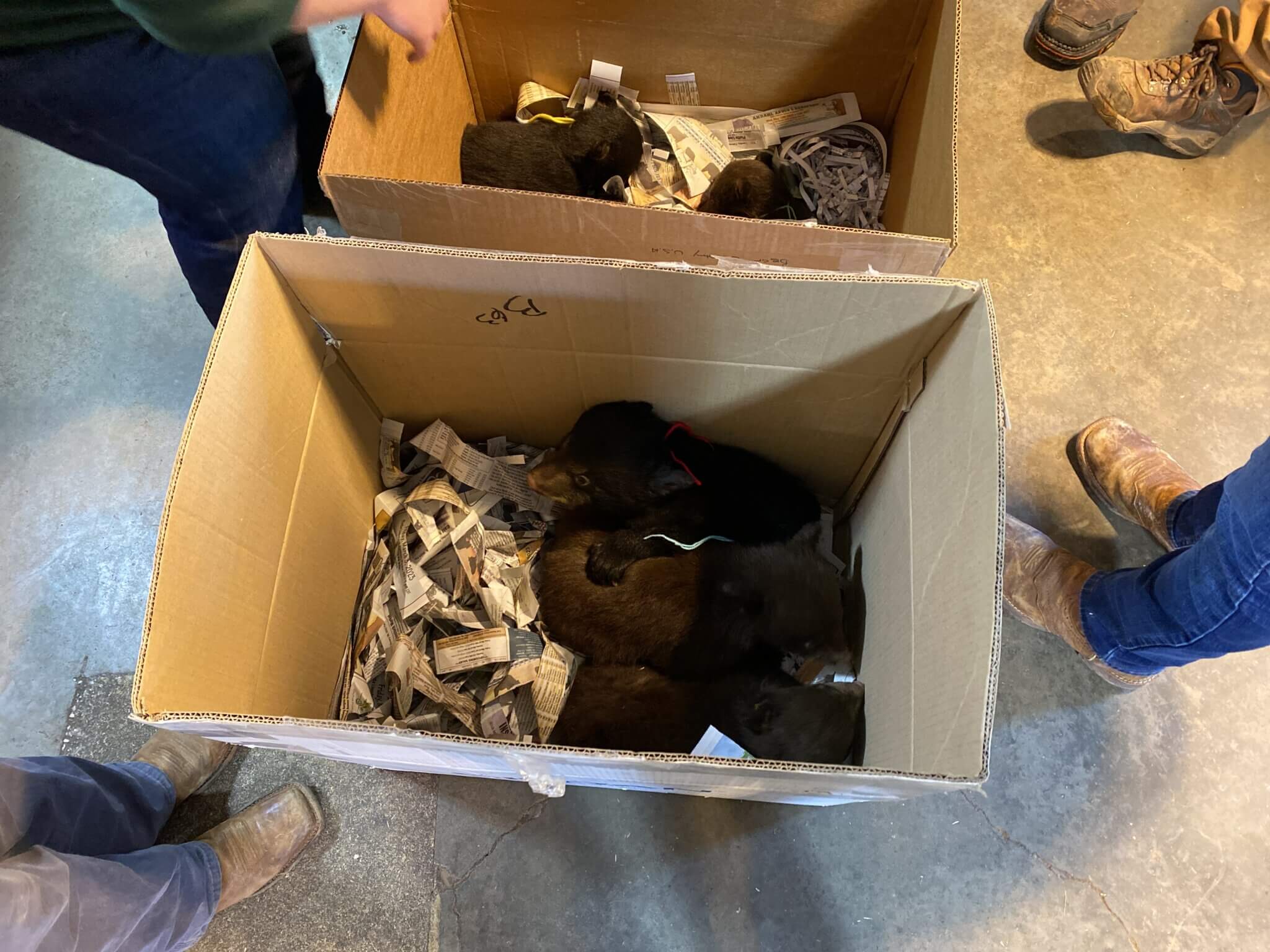 PETA Exposed Bear Country U.S.A.—And It Got Busted | PETA