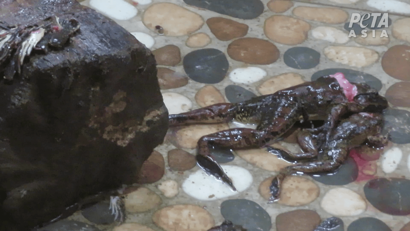 Exposing Cruelty in the Frog-Leg Industry | PETA Video