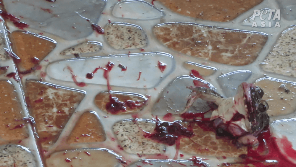 Exposing Cruelty in the Frog-Leg Industry | PETA Video