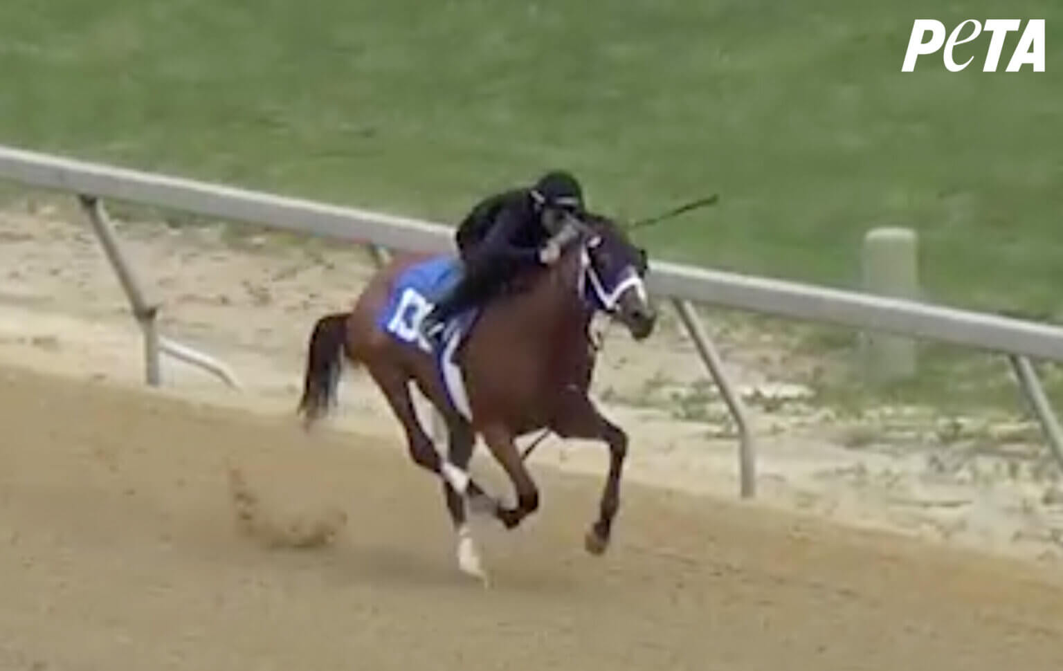 The Killing of Juvenile Horses at Under Tack Shows | PETA