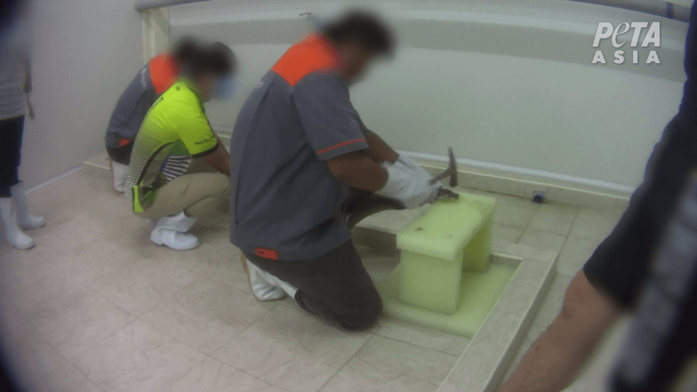 Pythons, Crocodiles Skinned for Fashion | PETA