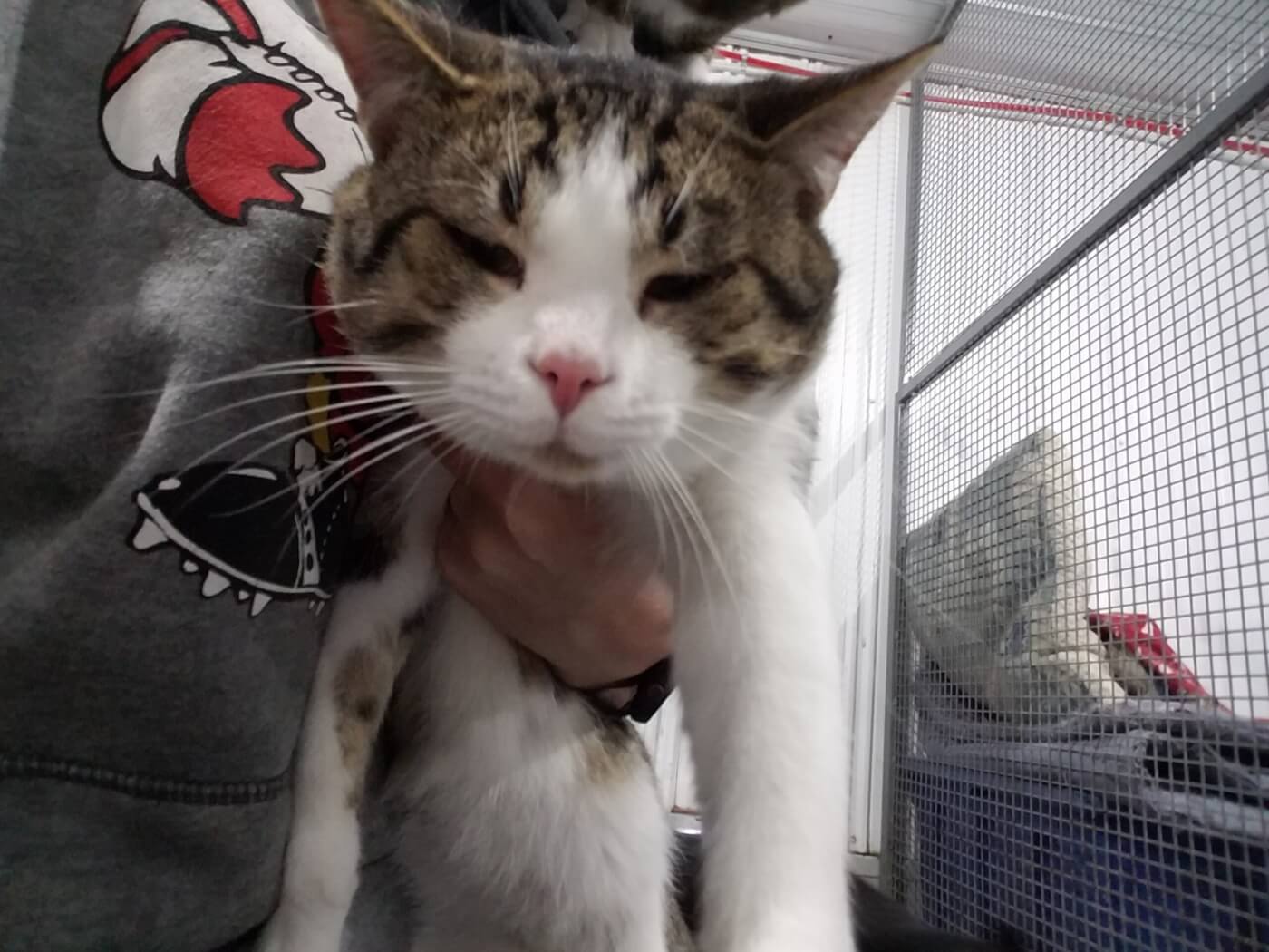 These Animals Were Bred to Be Blood Bags | PETA Investigates