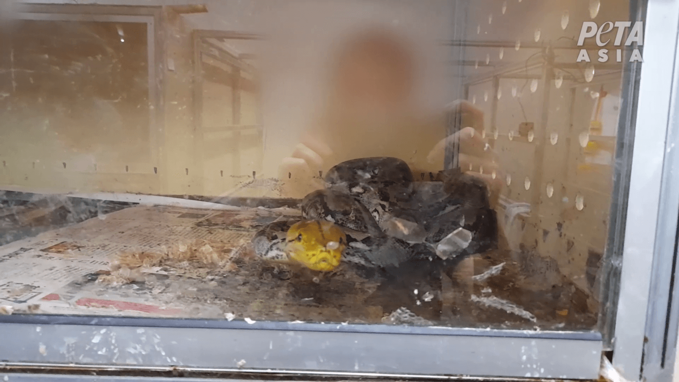 Pythons, Crocodiles Skinned for Fashion | PETA