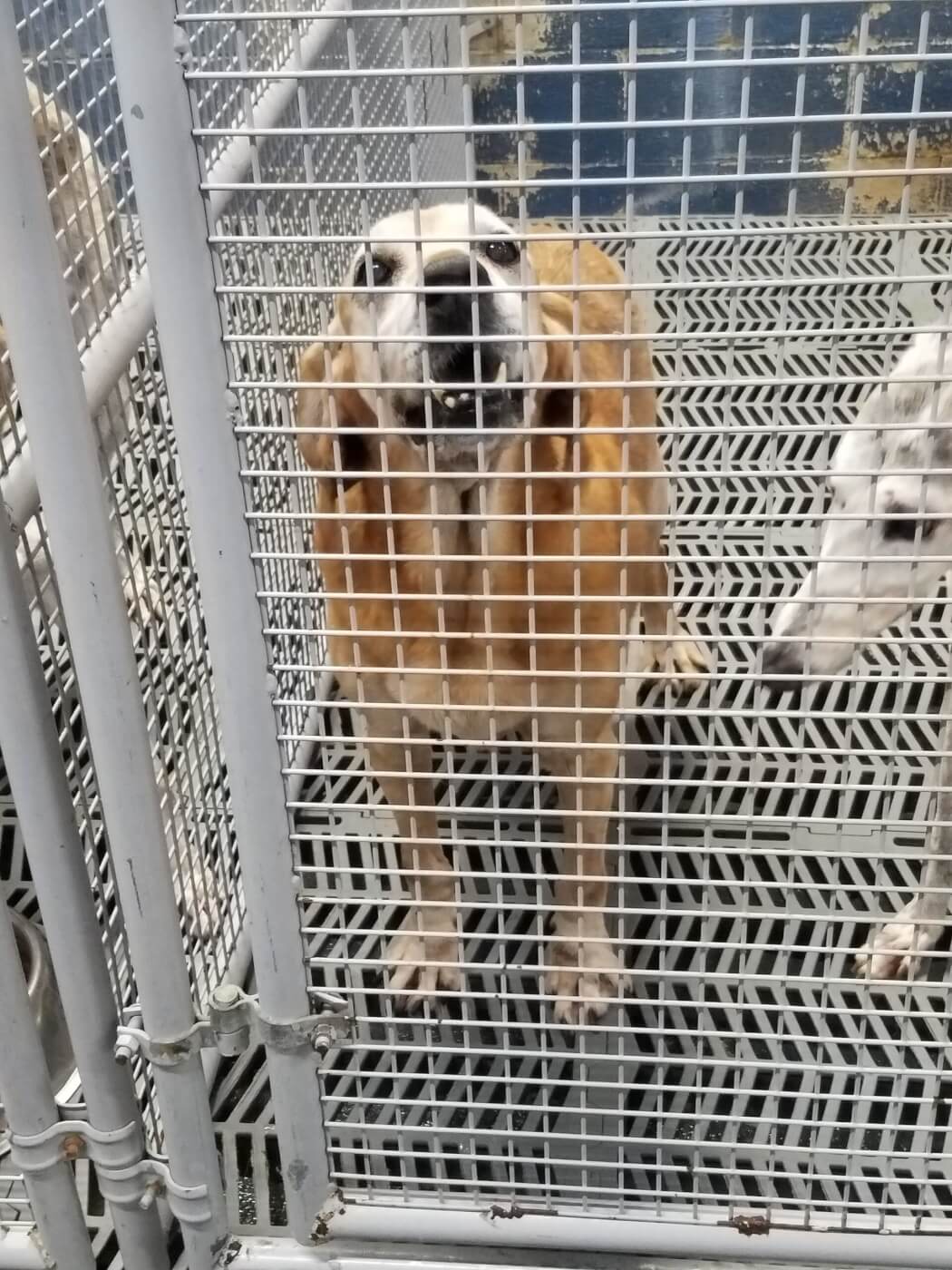 These Animals Were Bred to Be Blood Bags | PETA Investigates